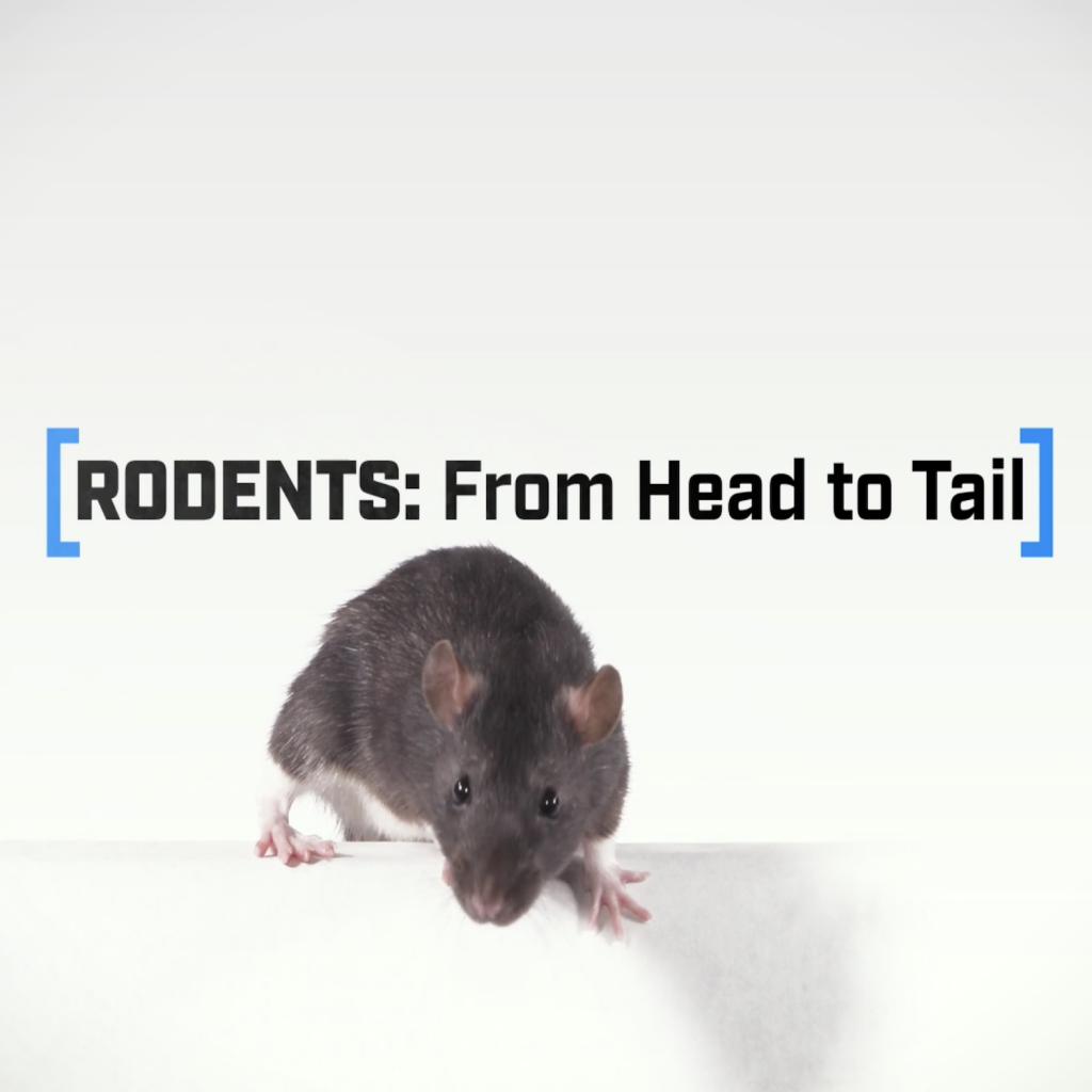 Videos – Rodents Revealed
